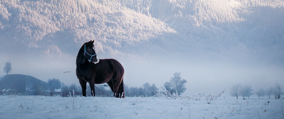 Alle Produkte – PILSALI PRODUCTS